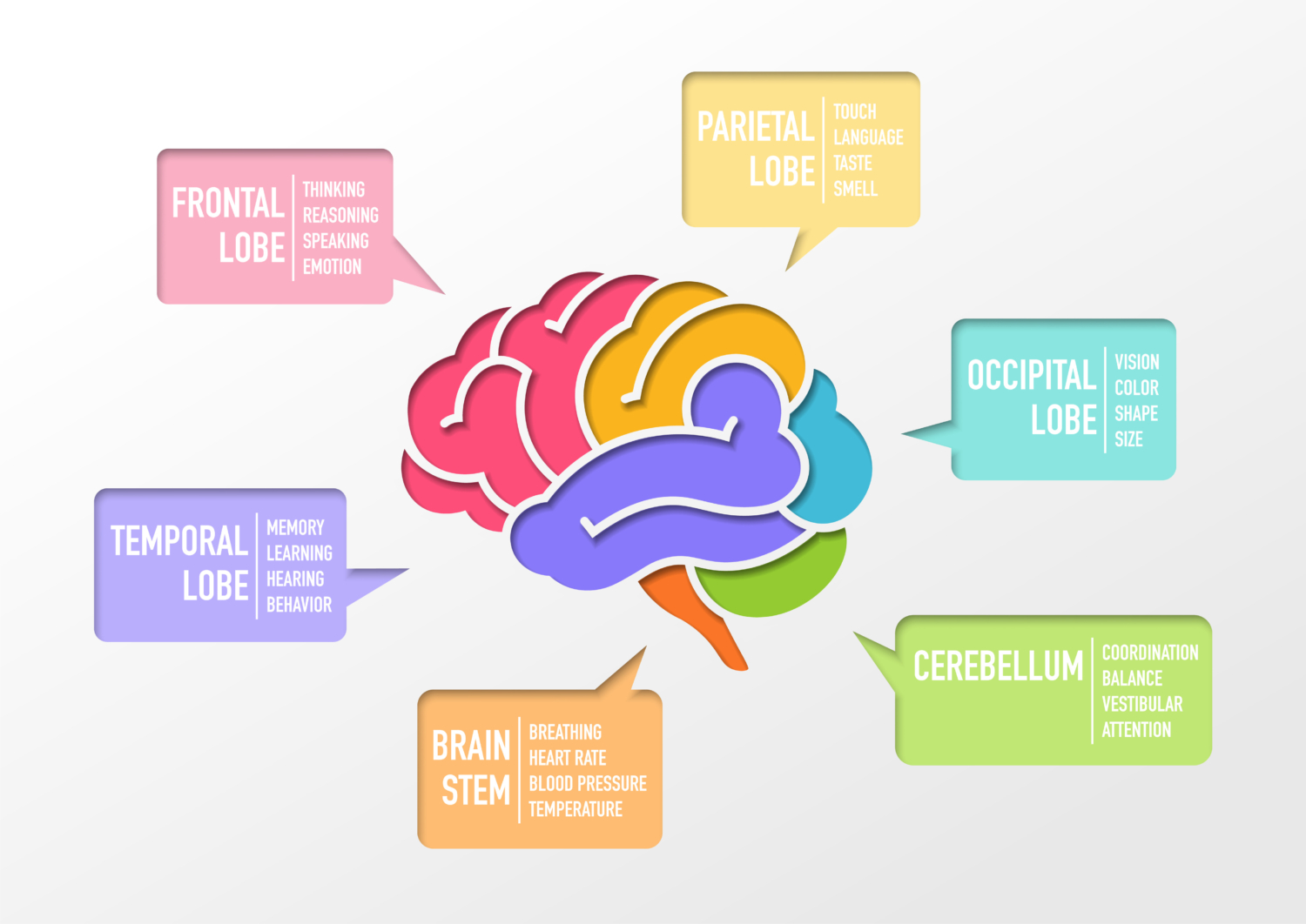 How different strokes impact different brain functions - BrainWise Media
